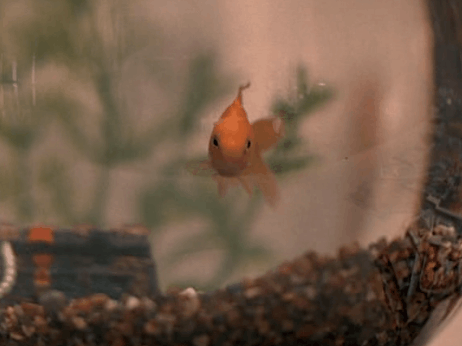 Goldfish breathe pet fish GIF - Find on GIFER