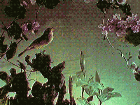 Pretty bird GIF - Find on GIFER