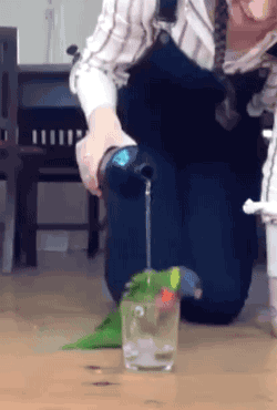 Mosh GIF - Find on GIFER
