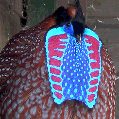 Bird flap pheasant GIF - Find on GIFER
