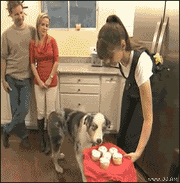 Diet day GIF - Find on GIFER
