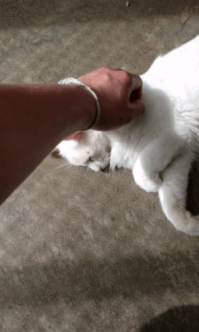 Wall cuckoo clocks GIF - Find on GIFER