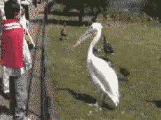 Pelicans GIF - Find on GIFER