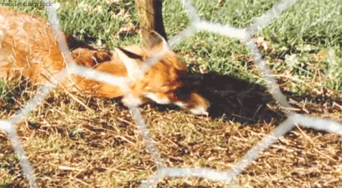 GIF human frogger - animated GIF on GIFER