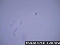 GIF tumbling - animated GIF on GIFER