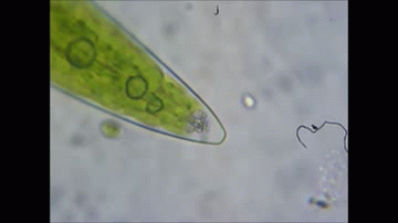 Algae science green GIF - Find on GIFER