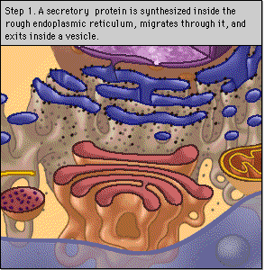 Endoplasmic Reticulum Cartoon