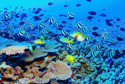 Ecology GIF - Find on GIFER