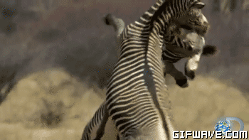 Zoology GIF - Find on GIFER