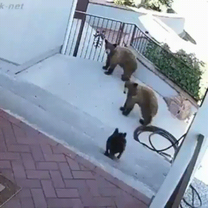 GIF dog beware - animated GIF on GIFER