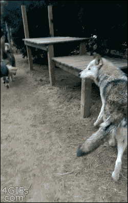 Dog ideas breed GIF - Find on GIFER