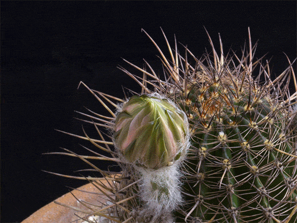 Cacti flowers bloom GIF - Find on GIFER