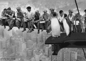 Extinction penguins GIF - Find on GIFER