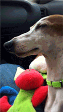 GIF anesthesia dog bit - animated GIF on GIFER