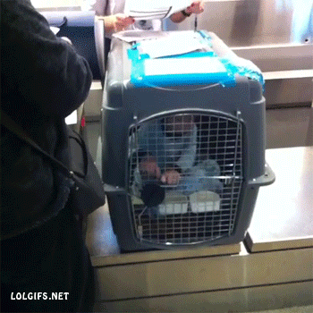 Lifehack car job GIF - Find on GIFER