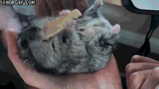 Snacks handheld rodents GIF - Find on GIFER