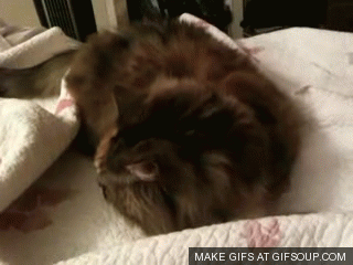 GIF spaz - animated GIF on GIFER