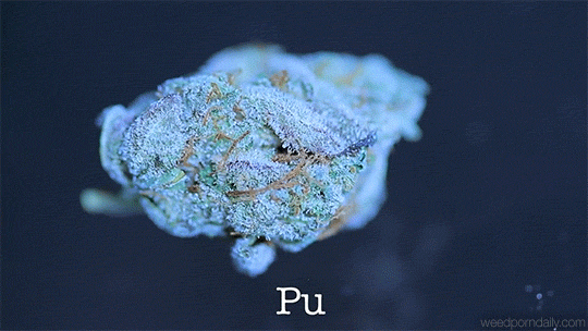 Weed GIF - Find on GIFER