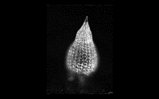 Microscopic GIF - Find on GIFER