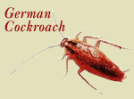 Termite control general GIF - Find on GIFER