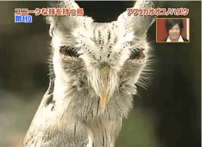 Wtf japan wtf japan GIF - Find on GIFER