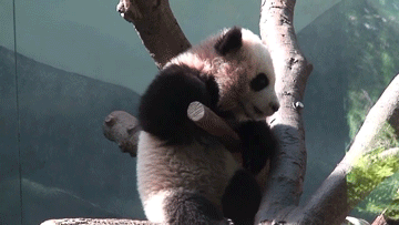 Animals animal GIF - Find on GIFER
