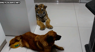 Dog Humping Tiger
