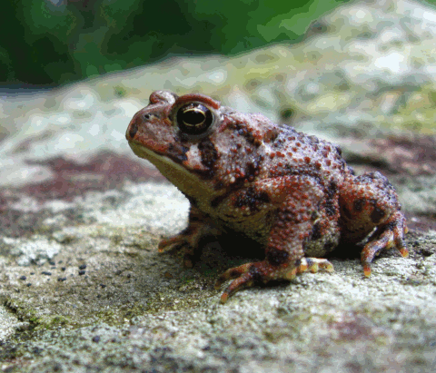 Toad GIF - Find on GIFER