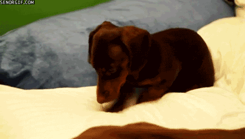 GIF cute dog animals - animated GIF on GIFER