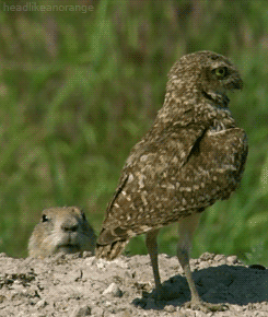 Stalker squirrel celebrity GIF - Find on GIFER