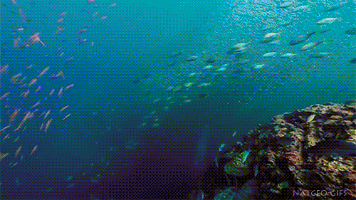 Ondas animals animal GIF - Find on GIFER