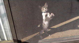 Costume flawless koopa GIF - Find on GIFER