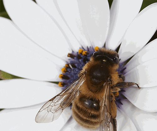 Pollen memes share GIF - Find on GIFER