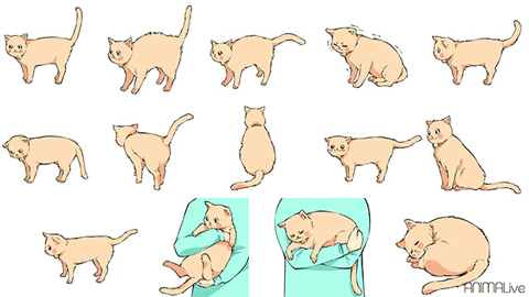 Cats ways communicate GIF - Find on GIFER