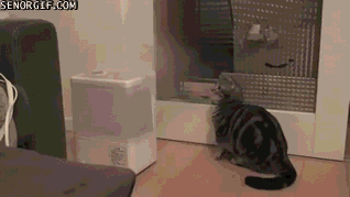 Dancing cats out to sea GIF - Find on GIFER