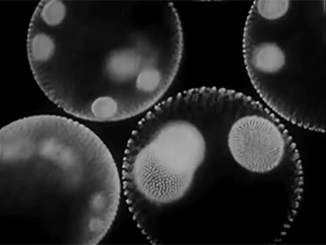 GIF biology - animated GIF on GIFER