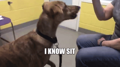 GIF dog training mater dog - animated GIF on GIFER