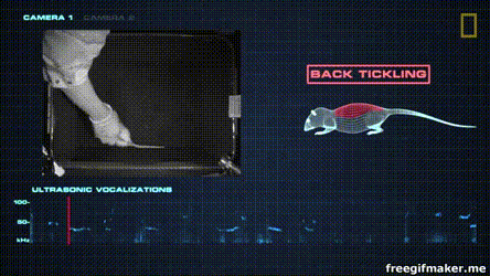 Science scientist rats GIF - Find on GIFER
