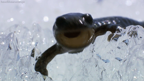 Salamander GIF - Find on GIFER