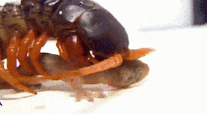 Snack GIF - Find on GIFER