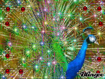 GIF peacock - animated GIF on GIFER