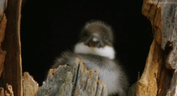 Goldeneye GIF - Find on GIFER