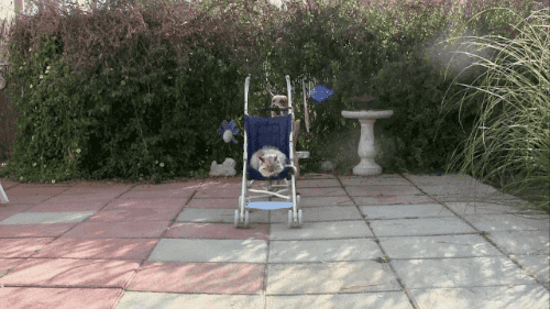 GIF queen highness - animated GIF on GIFER