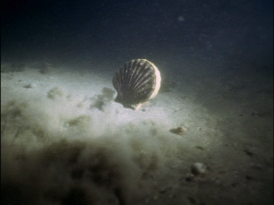 Scallops GIF - Find on GIFER