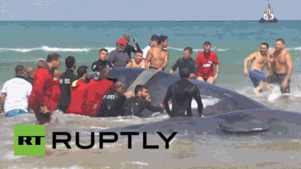 Whales surfers GIF - Find on GIFER