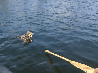 Гифка бунтарь фитнес ботан гиф картинка, скачать анимированный gif на GIFER