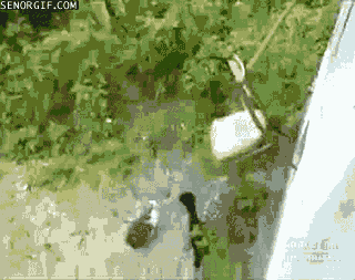 Funny cat elevators GIF - Find on GIFER