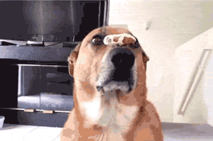 GIF guy poor - animated GIF on GIFER