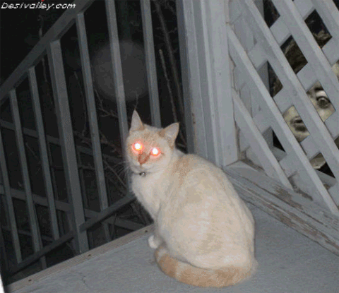 GIF dangerous - animated GIF on GIFER