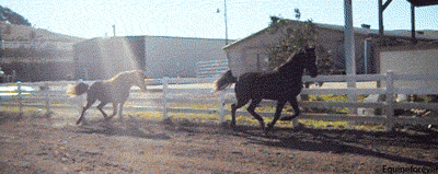 Animals running GIF - Find on GIFER